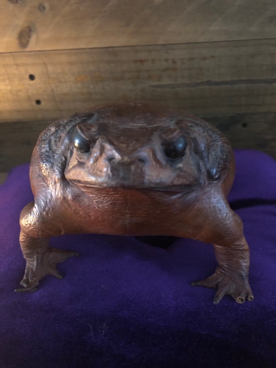Large Taxidermy Cane Toad - Etsy