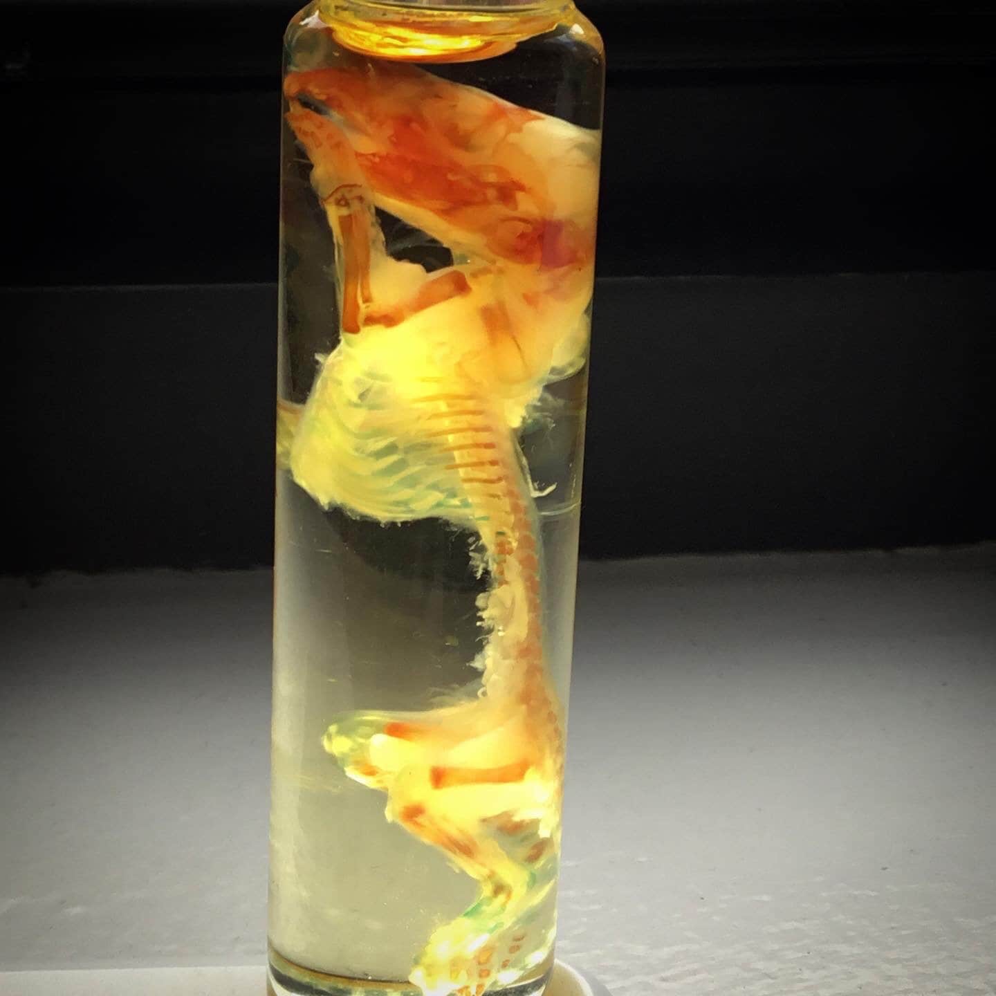 Diaphonized Mouse Specimen | Etsy