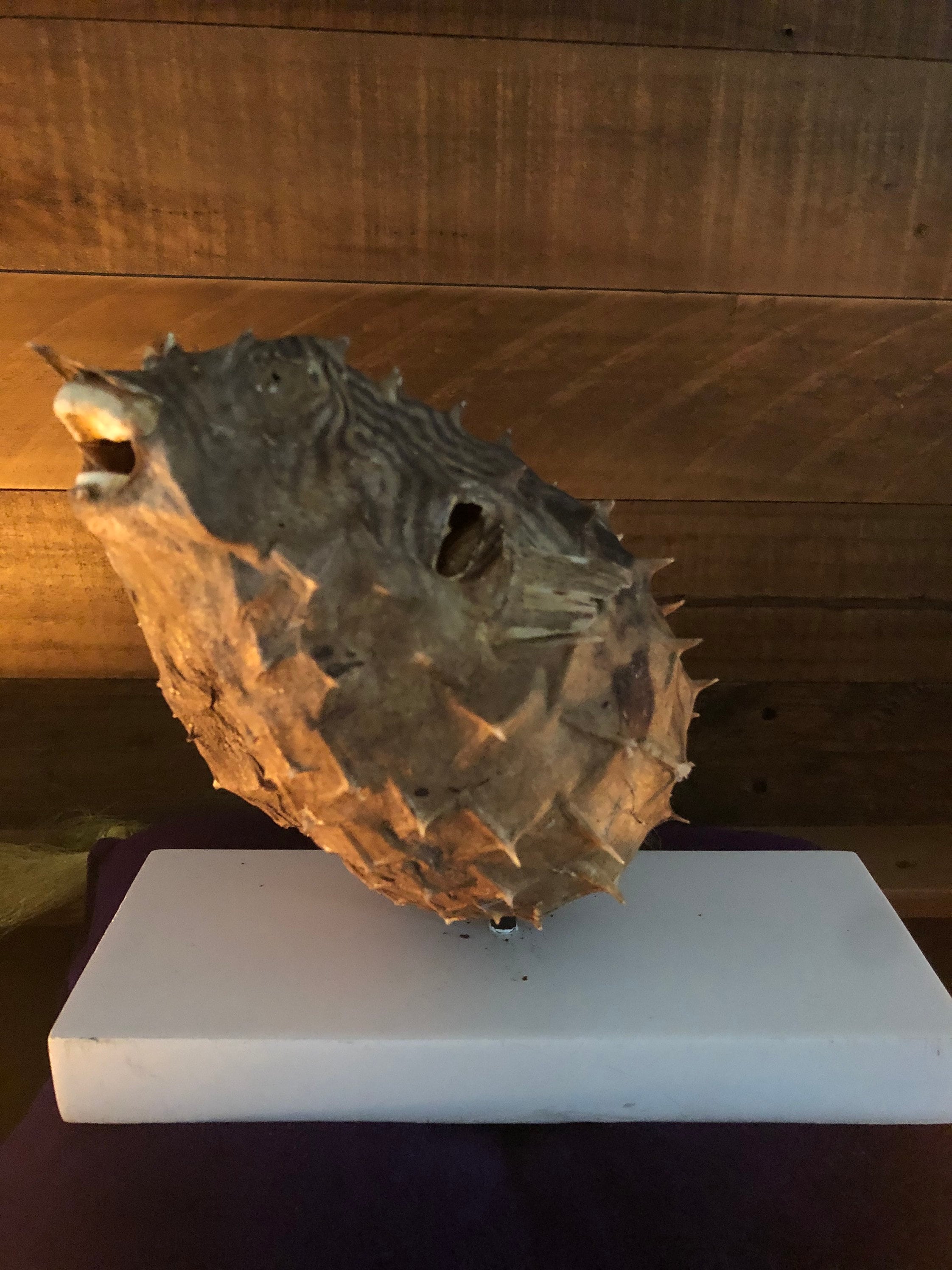 Antique Taxidermy Puffer Fish - Etsy