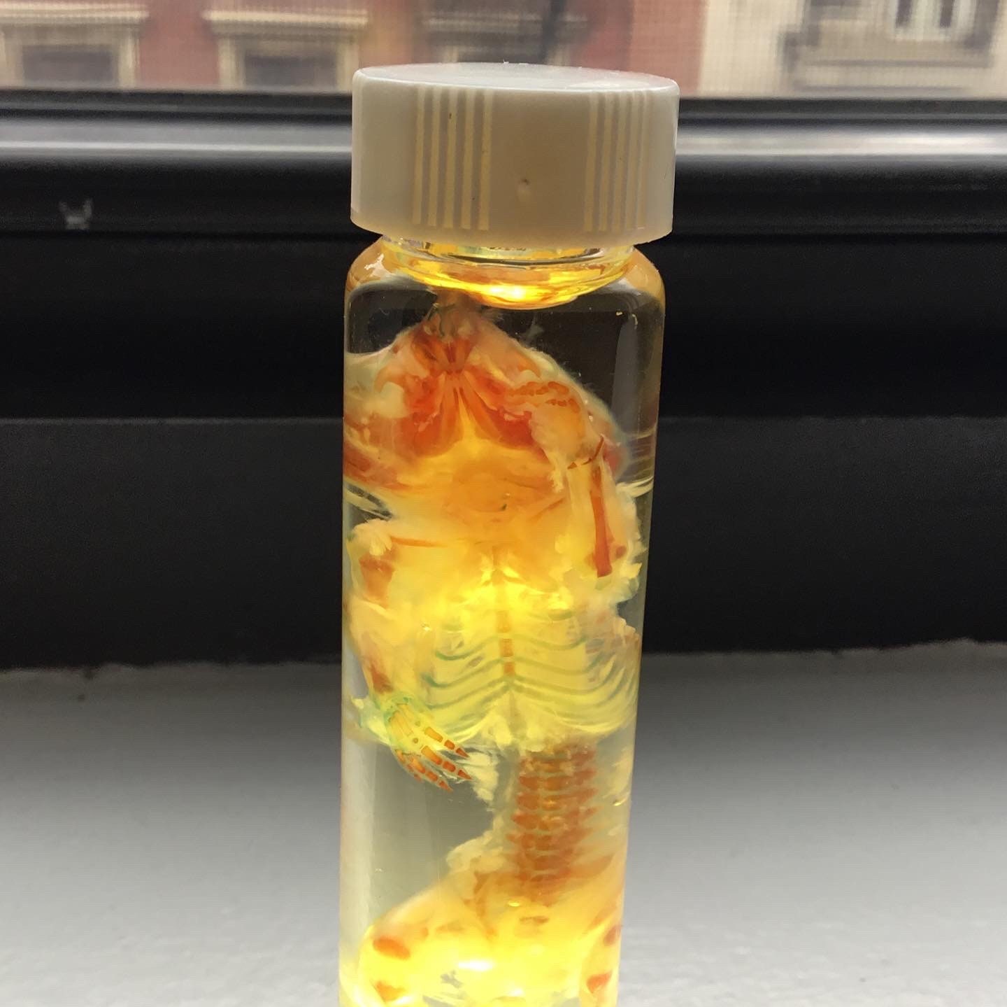 Diaphonized Mouse Specimen | Etsy