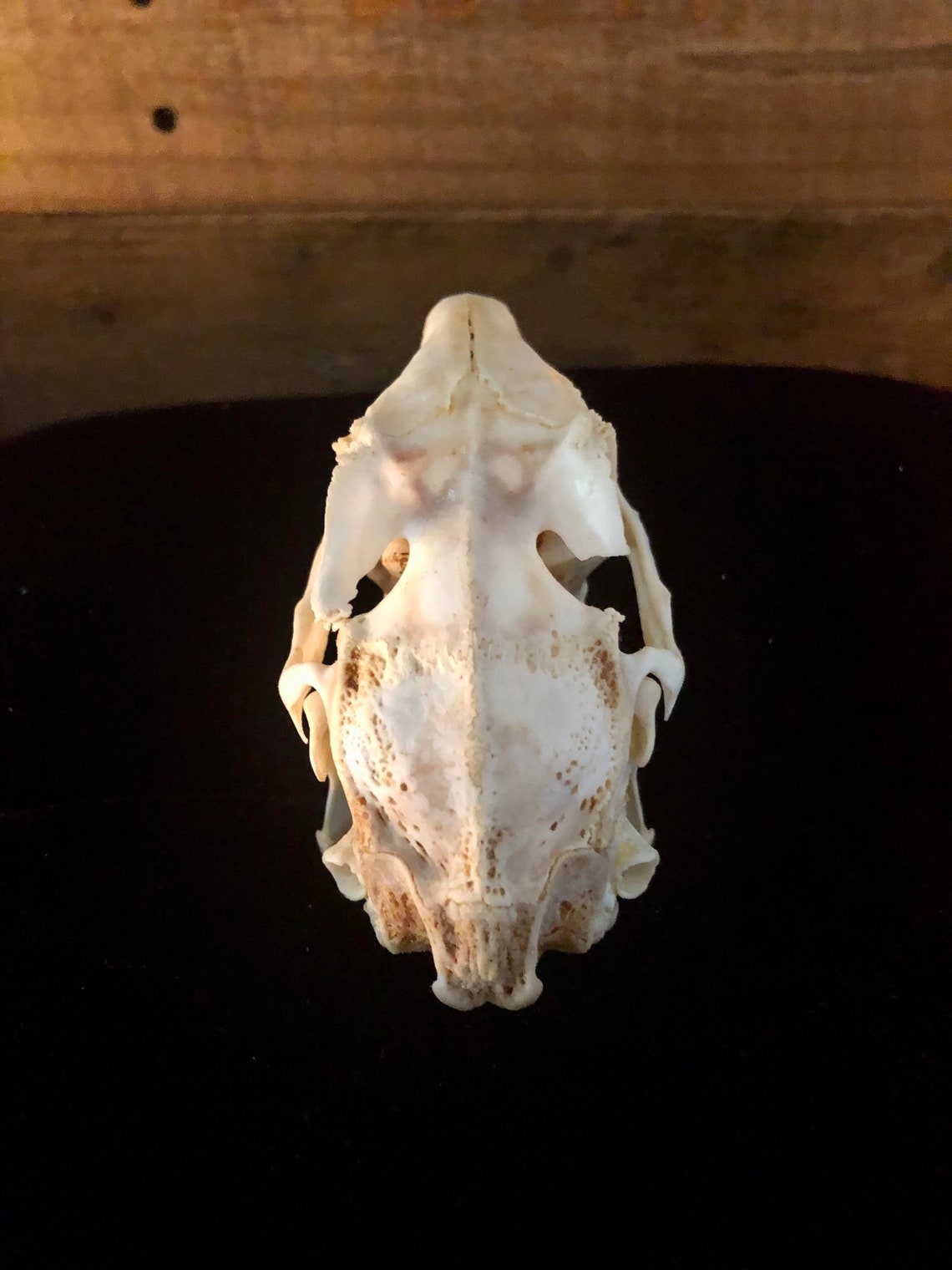 African Cape Hare Skull | Etsy