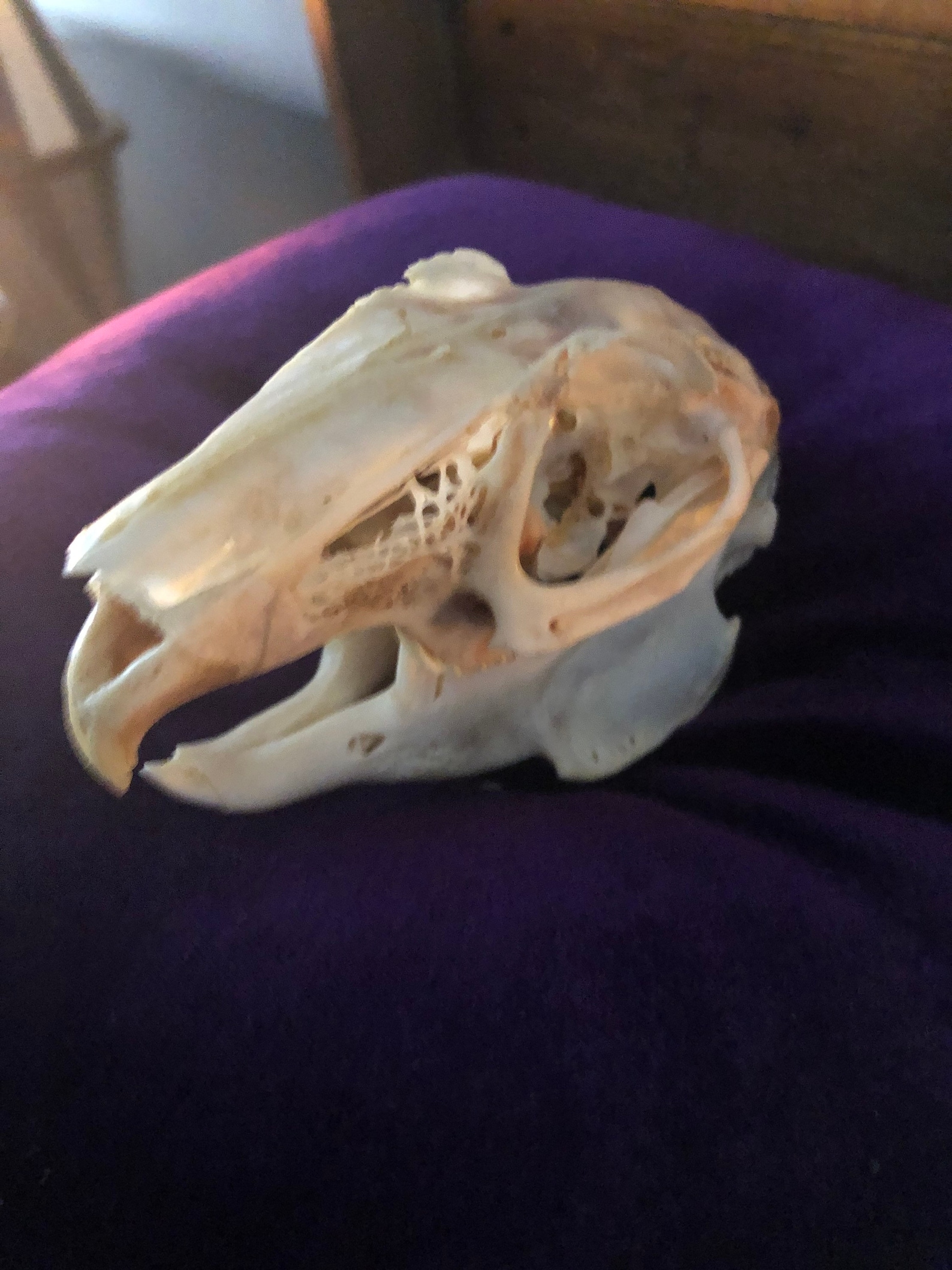 African Cape Hare Skull - Etsy