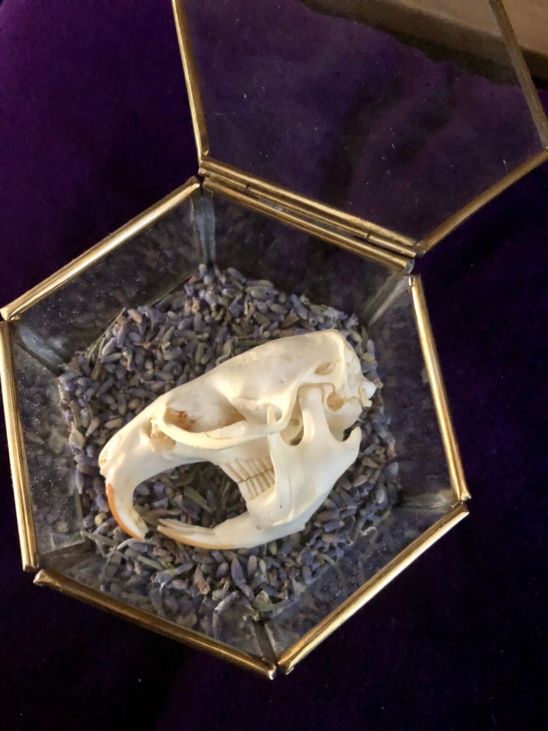 Bitsy Boneyard Nutria Skull Trinket Box - Etsy