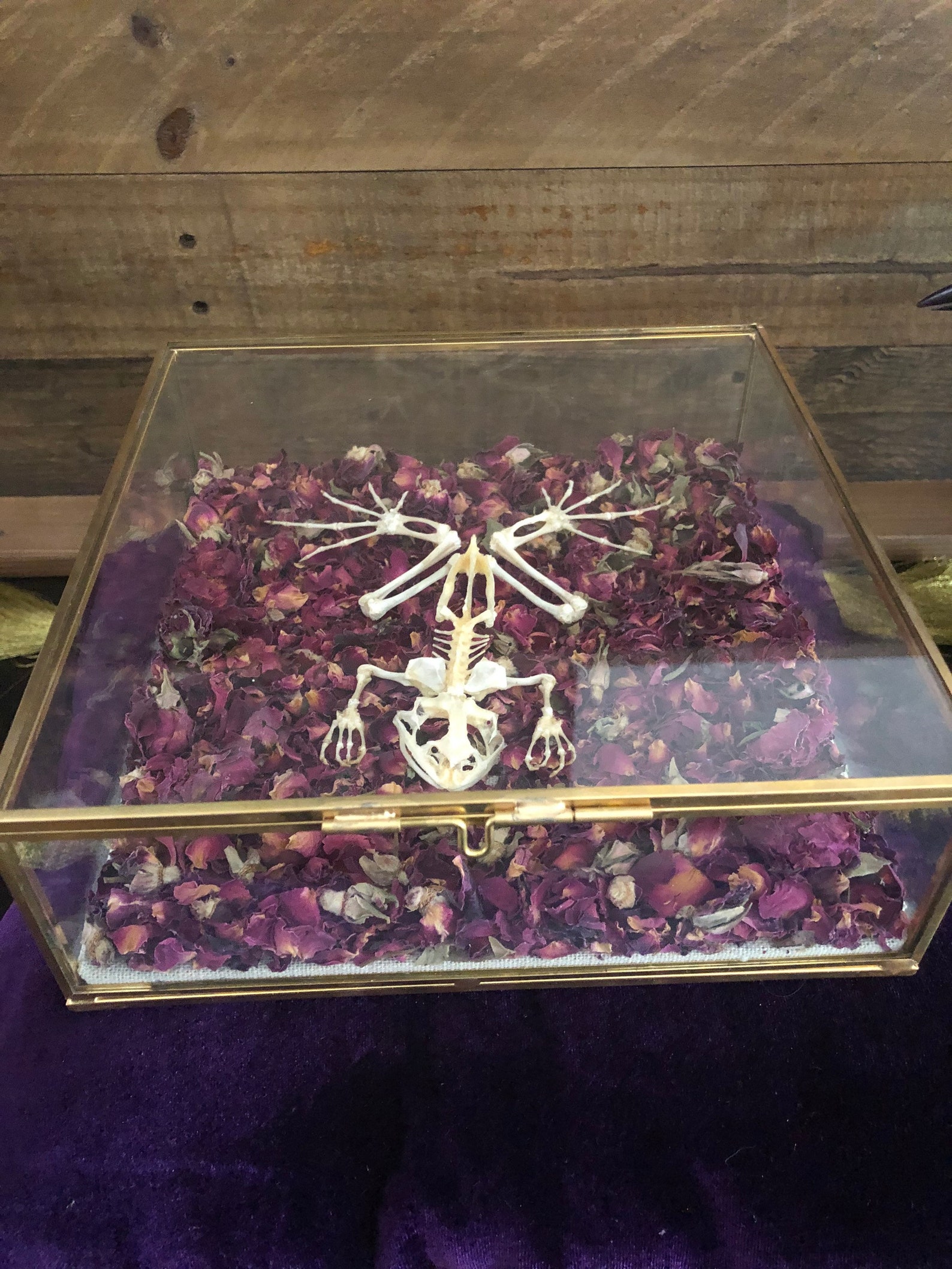 Frog Skelton Display Trinket Box - Etsy