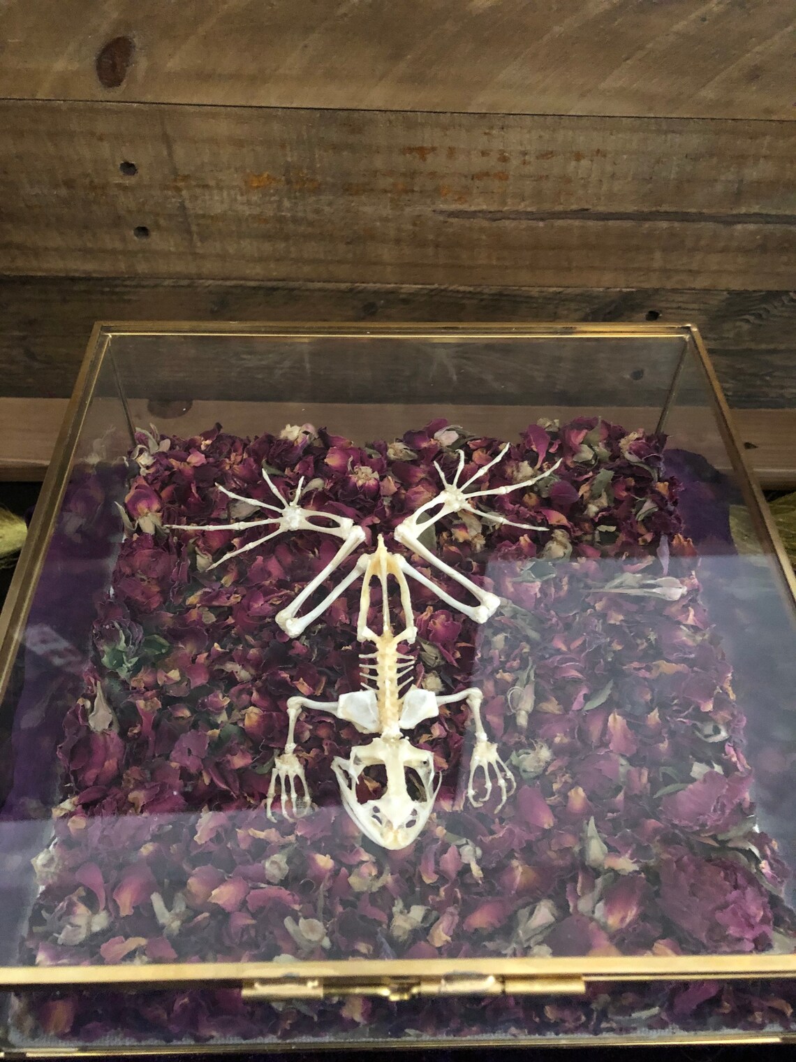 Frog Skelton Display Trinket Box - Etsy