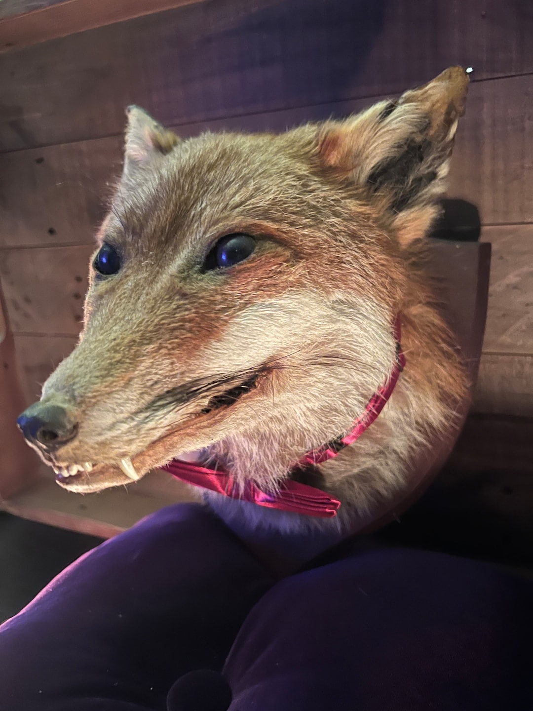 Vintage Taxidermy Fox Head - Etsy