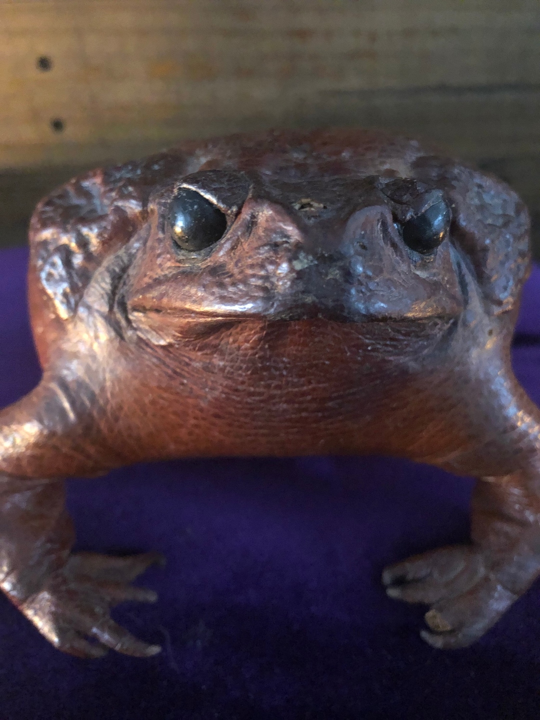 Large Taxidermied Cane Toad - Etsy
