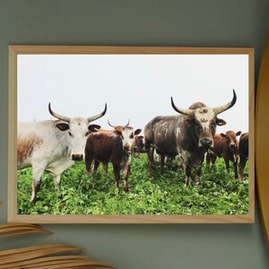 Cows Digital Download, Cattle Wall Art, Cow Printable, Animal Print ...