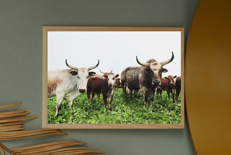 Cows Digital Download, Cattle Wall Art, Cow Printable, Animal Print ...