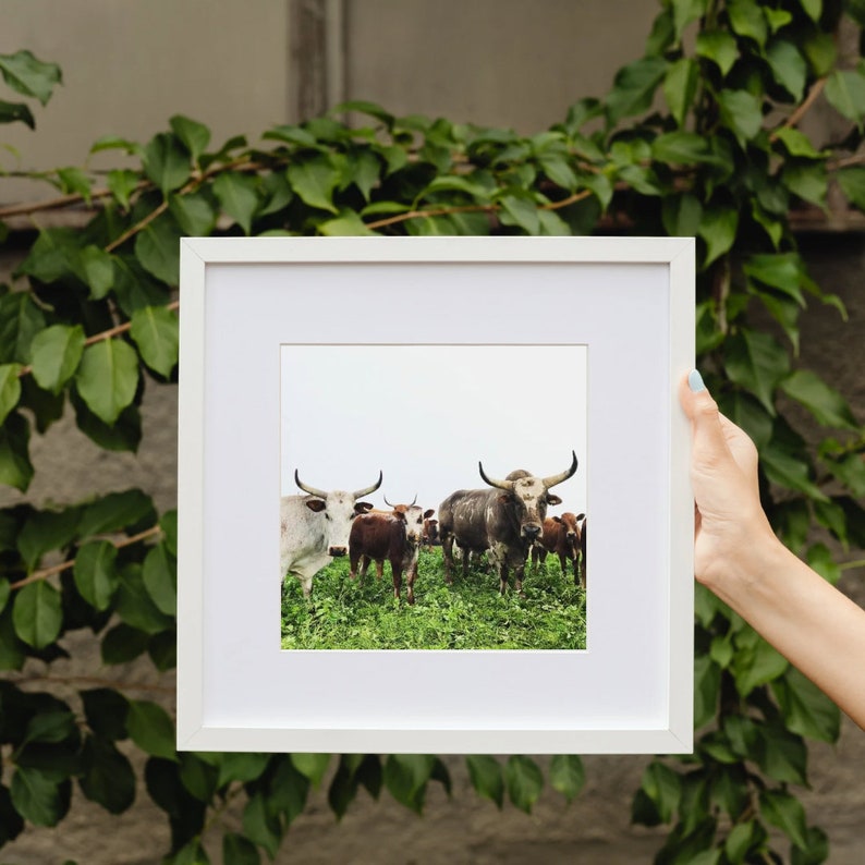 Cows Digital Download, Cattle Wall Art, Cow Printable, Animal Print ...