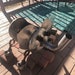 Fire-phant! Fire Pit Elephant Complete With Smoking Trunk - Etsy