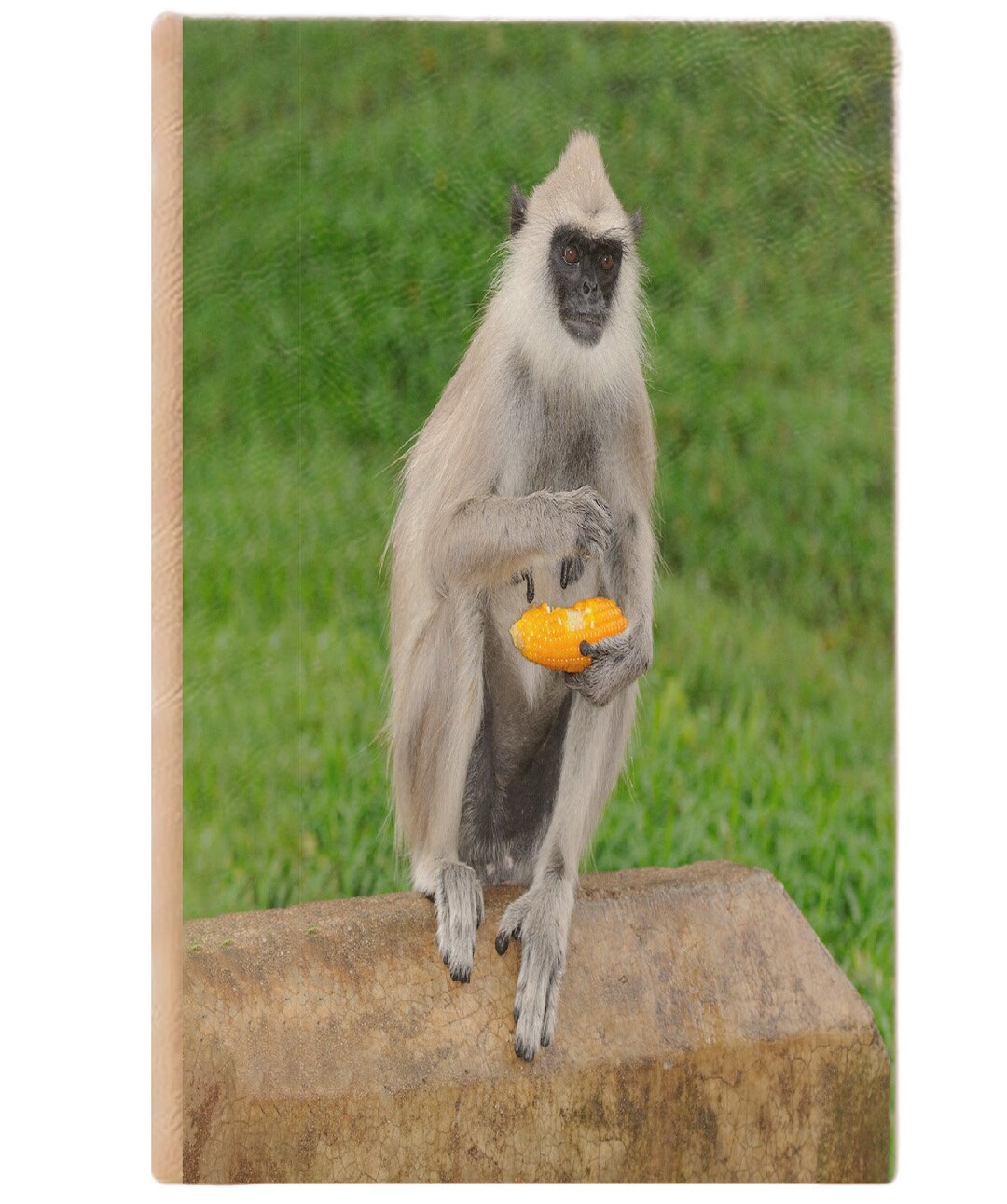 Gray Langur Notebook, Gray Langur Journal, Ruled Line Pages, Gift Idea ...