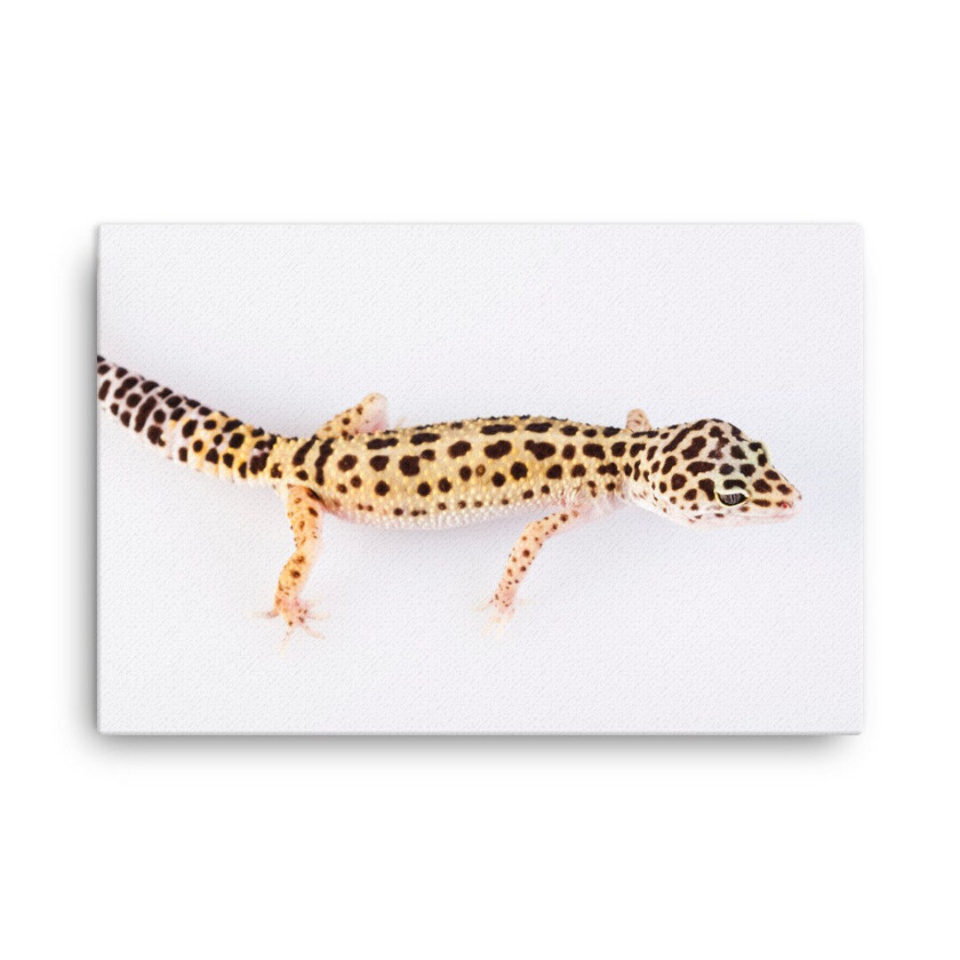 Leopard Gecko Canvas, Leopard Gecko Wall Canvas Print, Leopard Gecko ...