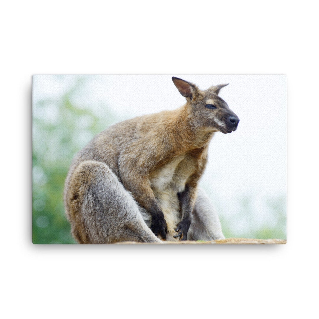 Wallaby Stock Canvas,wallaby Stock Wall Canvas Print, Wallaby Stock ...