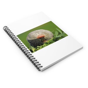 Lesser Mole Rat Notebook Lesser Mole Rat Journal Ruled - Etsy