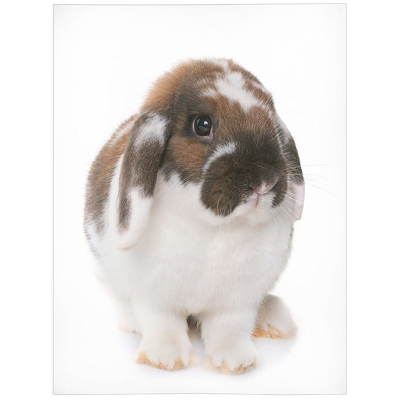Dwarf Long Eared Rabbit