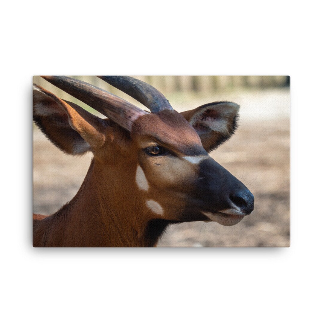 Bongo Antelope Canvas Bongo Antelope Wall Canvas Print Bongo - Etsy