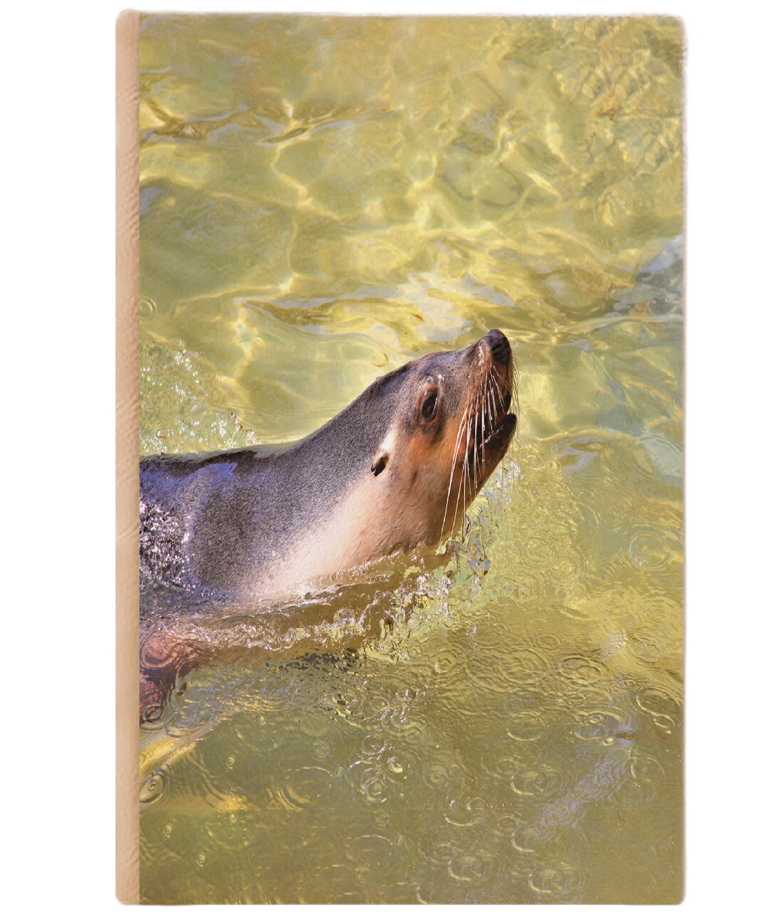 Sea Lion Notebook , Sea Lion Journal, Ruled Line Pages, Gift Idea ...