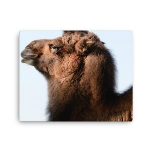Bactrian Camel Canvas, Bactrian Camel Wall Canvas Print, Bactrian Camel ...