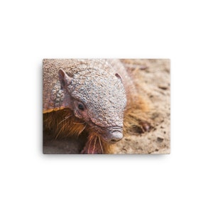 Armadillo Canvas, Armadillo Wall Canvas Print, Armadillo Decor, Portrait, Wall Art, Artwork Wall ...