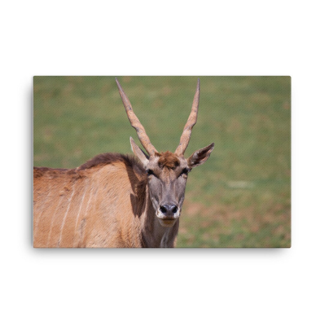 Eland Canvas, Eland Wall Canvas Print, Eland Decor, Portrait, Wall Art ...
