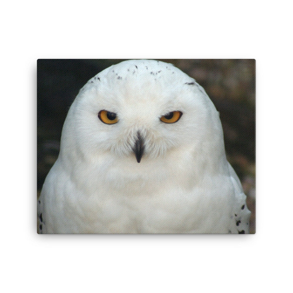 Snowy Owl Canvas Snowy Owl Wall Canvas Print Snowy Owl - Etsy