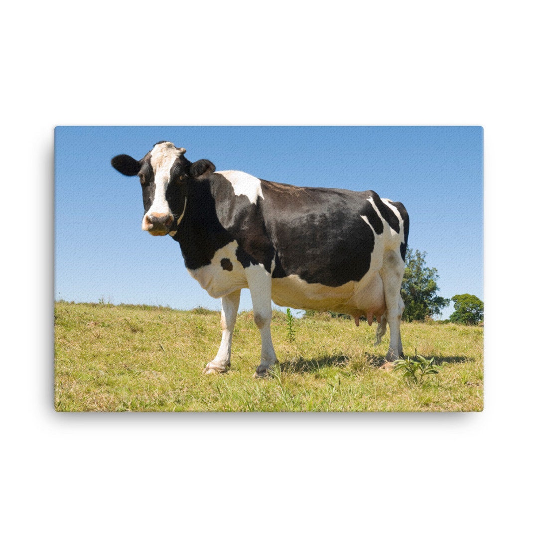 Cattle Canvas, Cattle Wall Canvas Print, Cattle Decor, Portrait, Wall ...