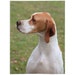 English Pointer Dog Blanket, English Pointer Dog Lover Gift, Fleece ...