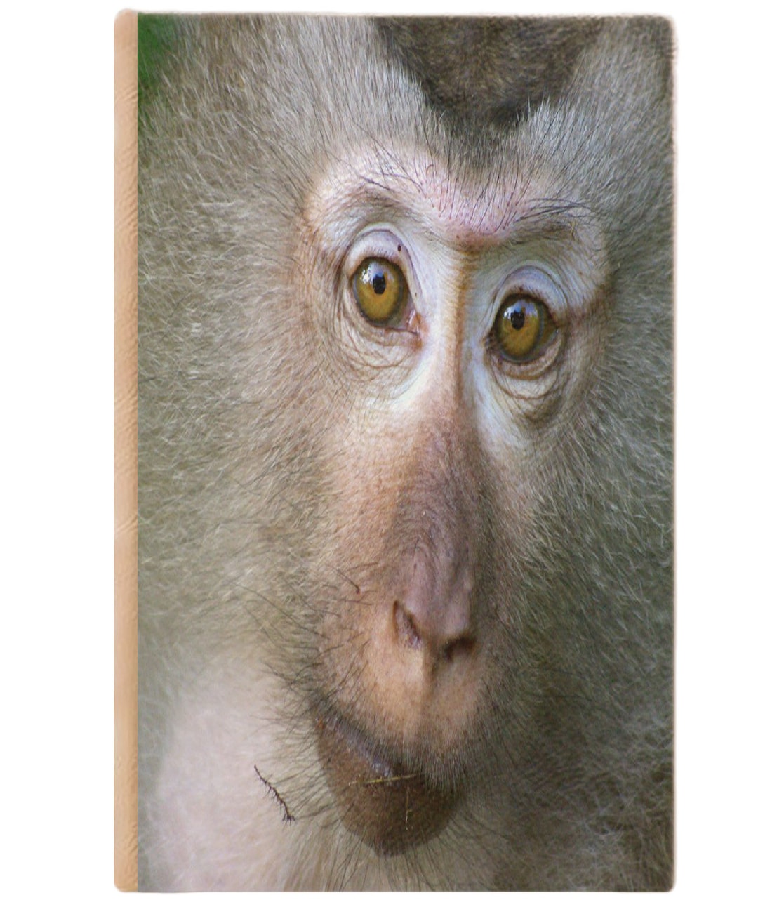 Macaque Monkey Notebook, Monkey Journal, Ruled Line Pages, Gift Idea ...