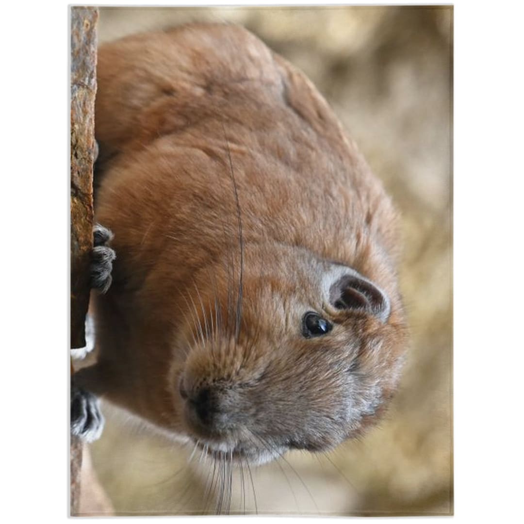 African Gundi Comb Rat Blanket, African Gundi Comb Rat Lover Gift ...