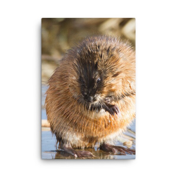 Muskrat Wall Art - Etsy