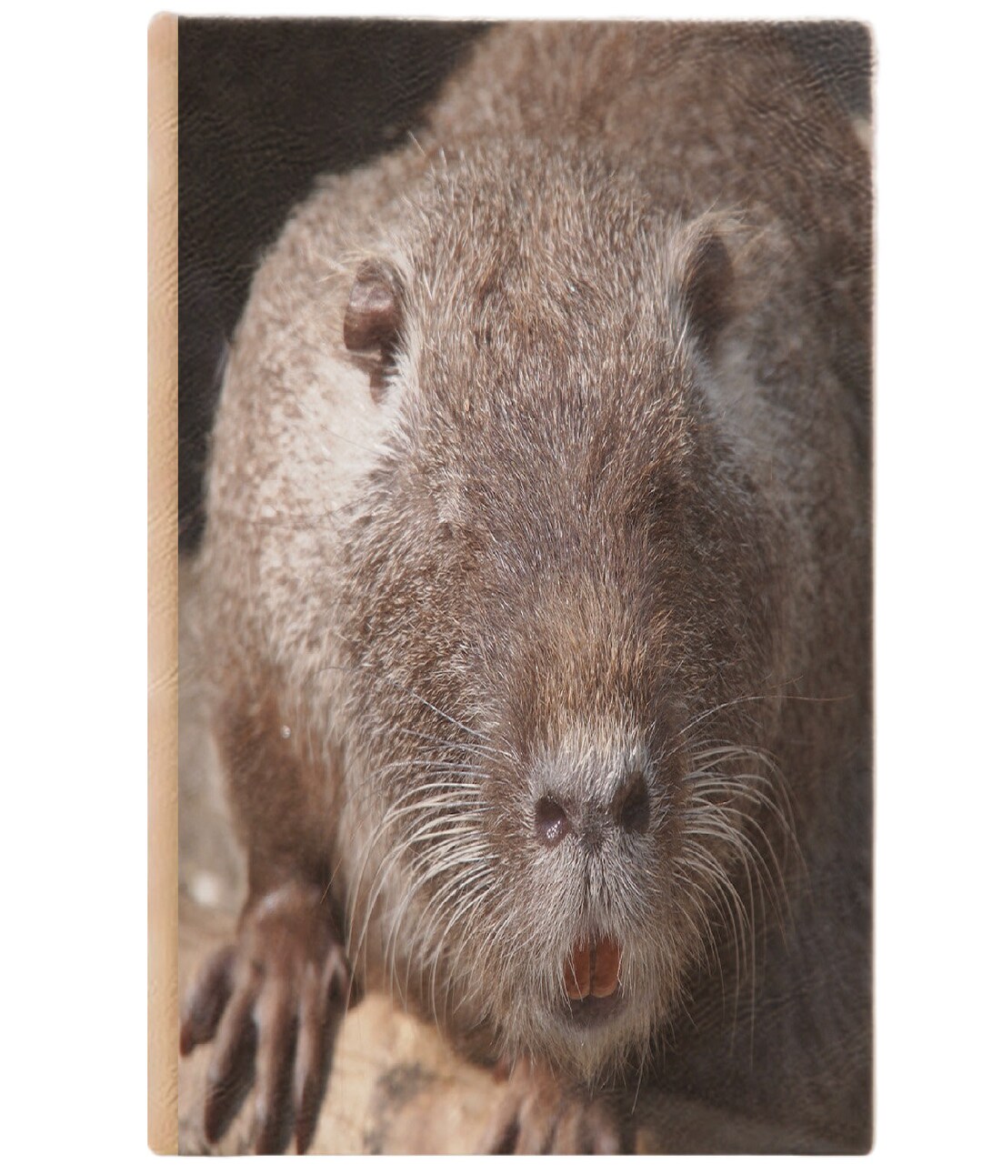 Portrait of Nutria Notebook, Portrait of a Nutria Journal, Ruled Line ...
