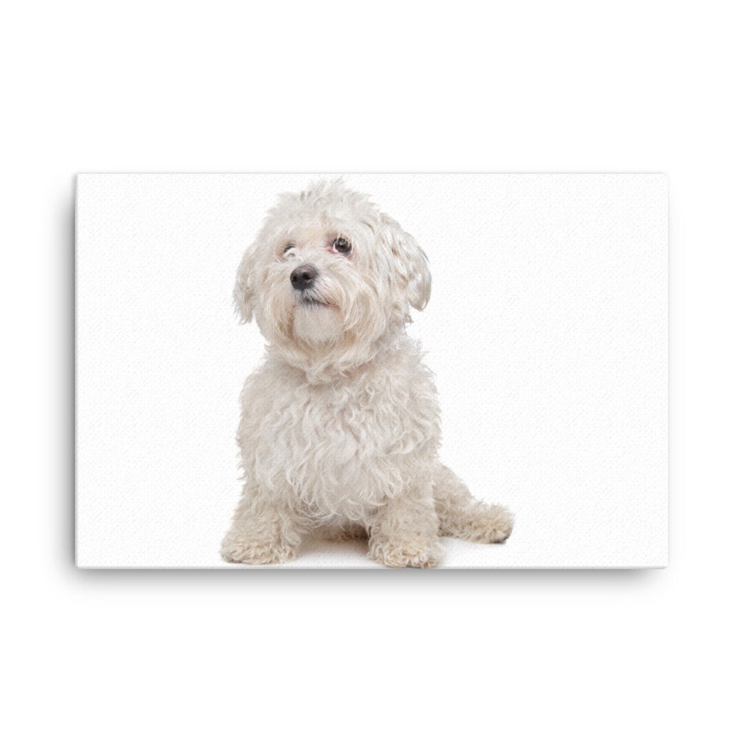Maltese 3 Canvas, Maltese 3 Wall Canvas Print, Maltese 3 Decor ...