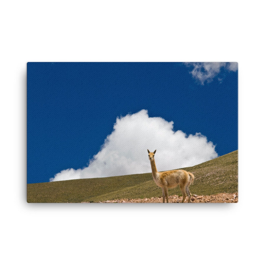Wild Guanaco Canvas, Wild Guanaco Wall Canvas Print, Wild Guanaco Decor ...
