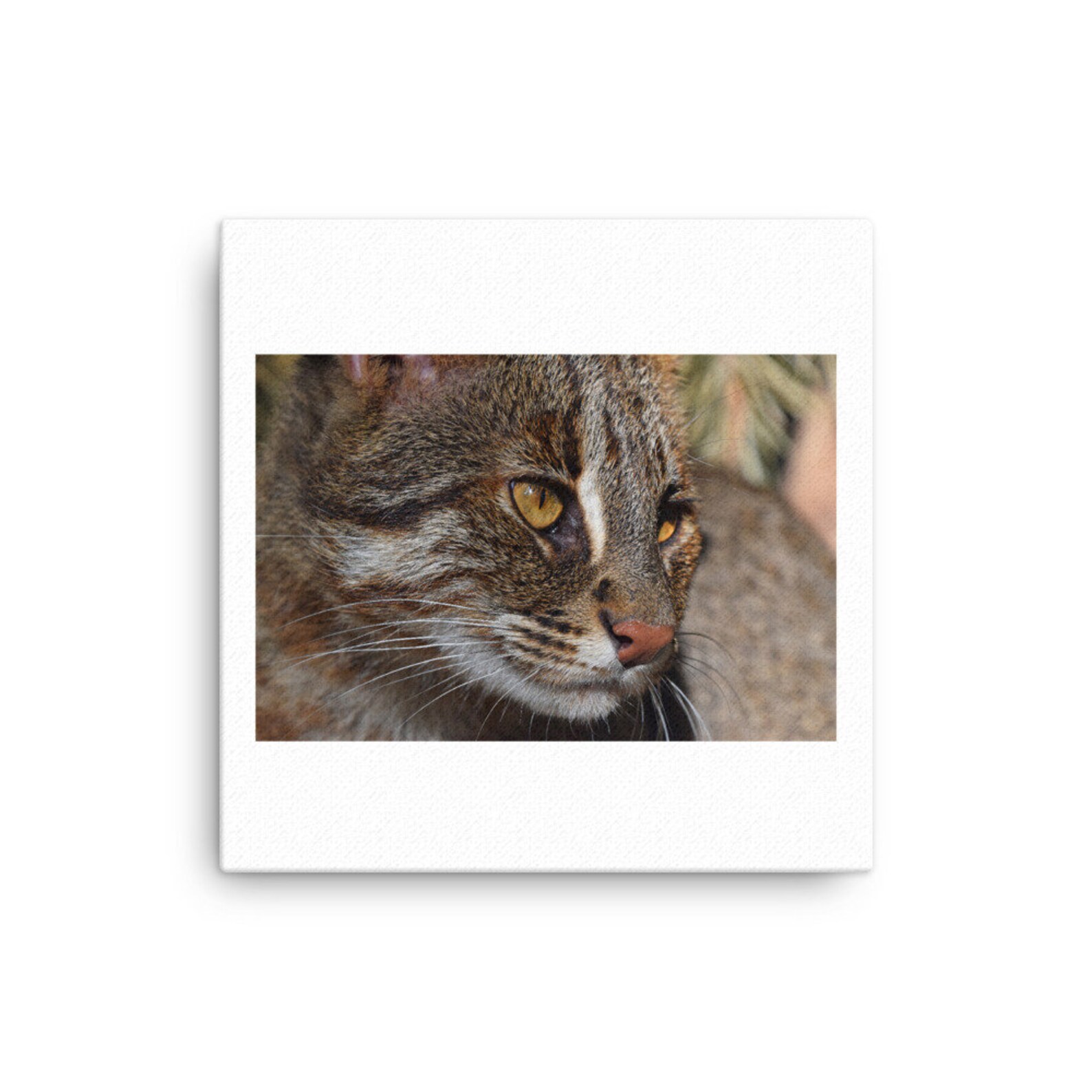 Fishing Cat Canvas Fishing Cat Wall Canvas Print Fishing Cat - Etsy