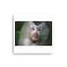 Macaque Monkey Canvas Macaque Monkey Wall Canvas Print - Etsy