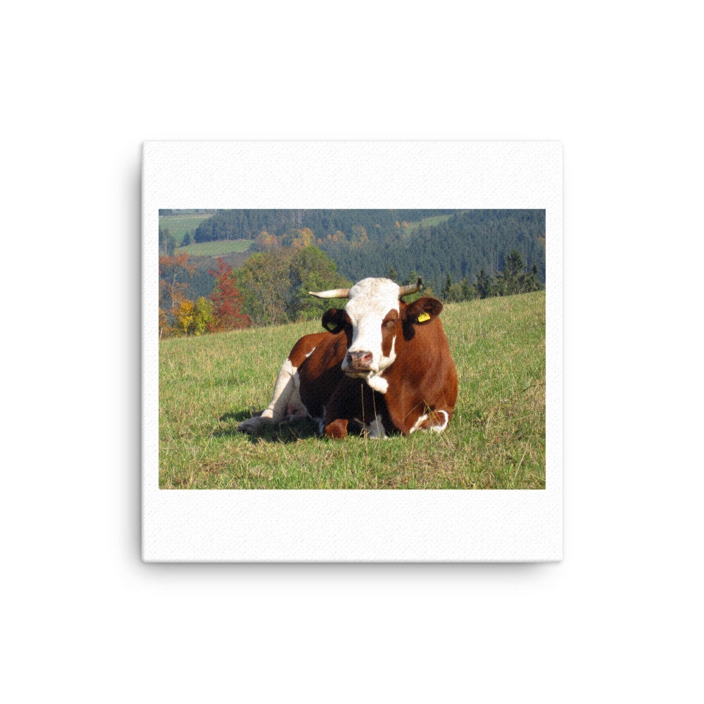 Can A Bearded Collie Graze Cows