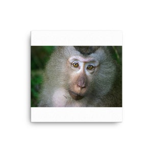 Macaque Monkey Canvas Macaque Monkey Wall Canvas Print - Etsy