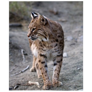 Bobcat Blanket, Bobcat Lover Gift, Fleece Blanket, Gifts, Personalized ...