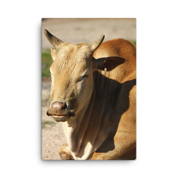 Dwarf Zebu Canvas Dwarf Zebu Wall Canvas Print Dwarf Zebu - Etsy