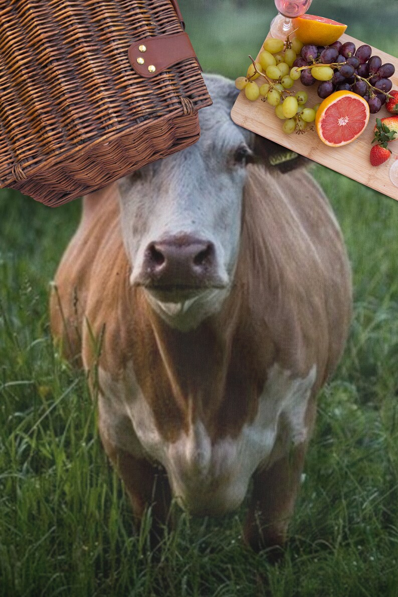 Cow Blanket Cattle Gift Idea Gift for Cow Lover | Etsy