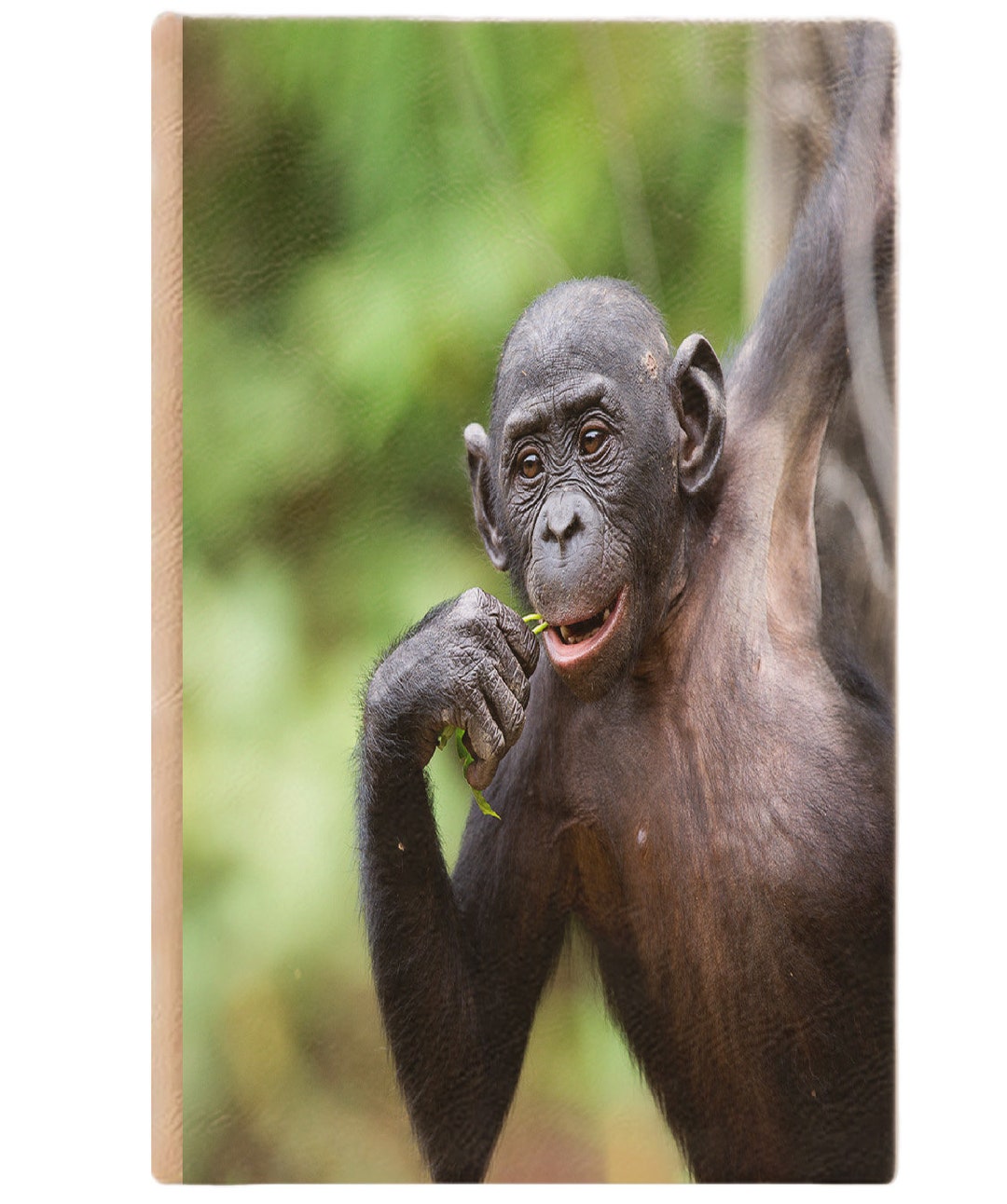 Bonobo Notebook, Bonobo Journal ,ruled Line Pages, Gift Idea, Gratitude ...