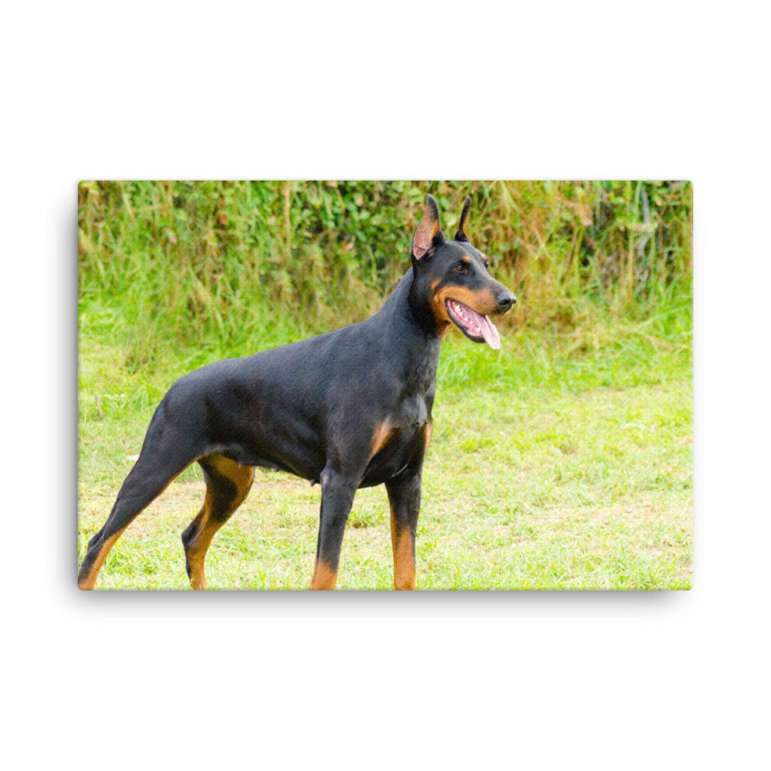 Doberman Canvas Art, Doberman Gift Idea, Doberman Pinscher Wall Canvas ...