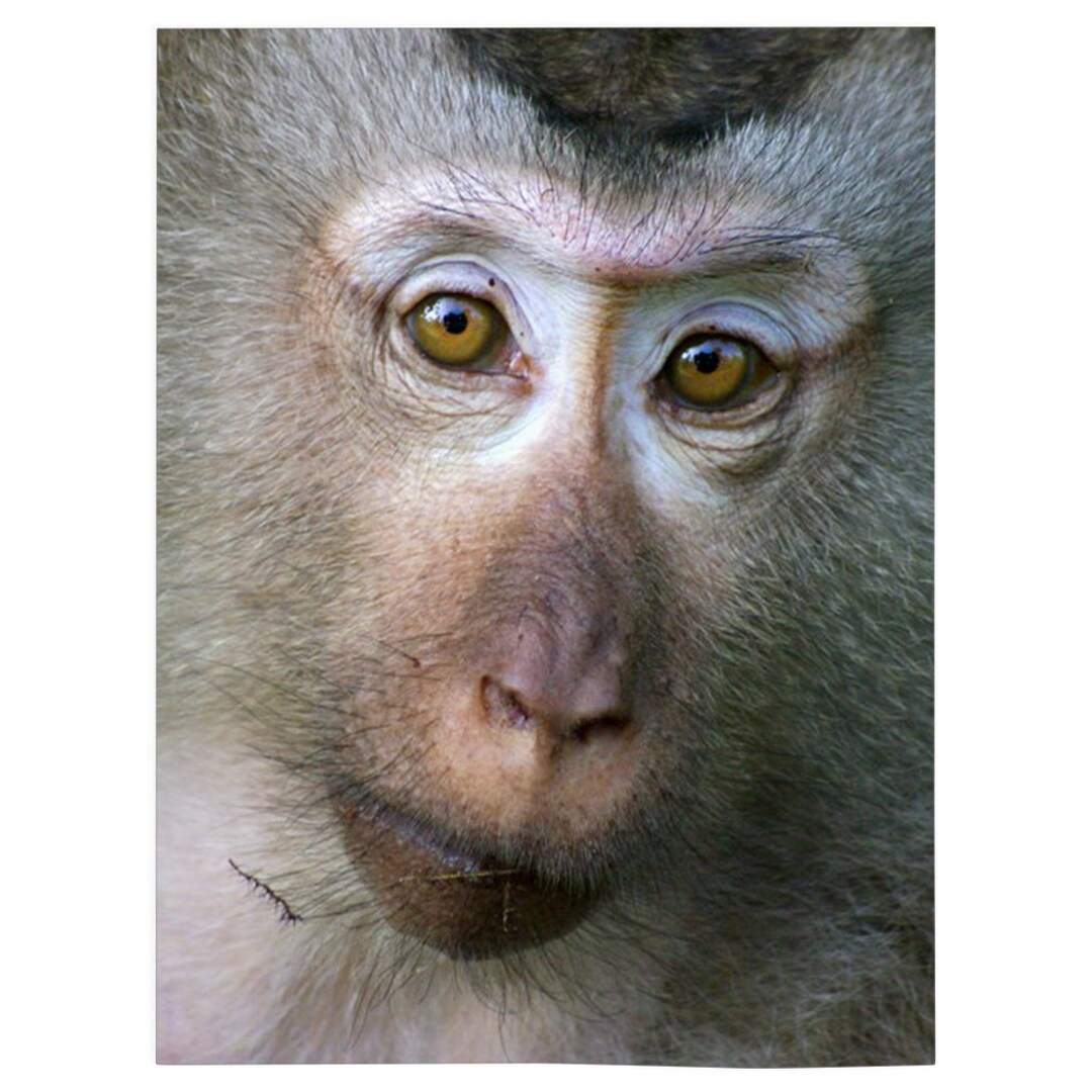 Macaque Monkey Blanket, Macaque Monkey Lover Gift, Fleece Blanket ...
