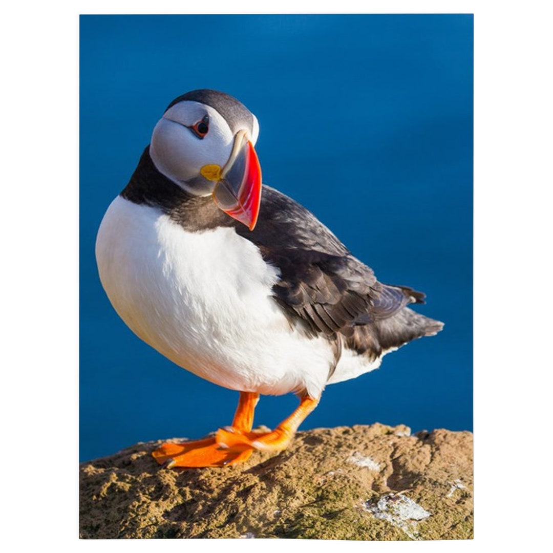 Puffin Blanket, Puffin Lover Gift, Fleece Blanket, Gifts, Personalized ...