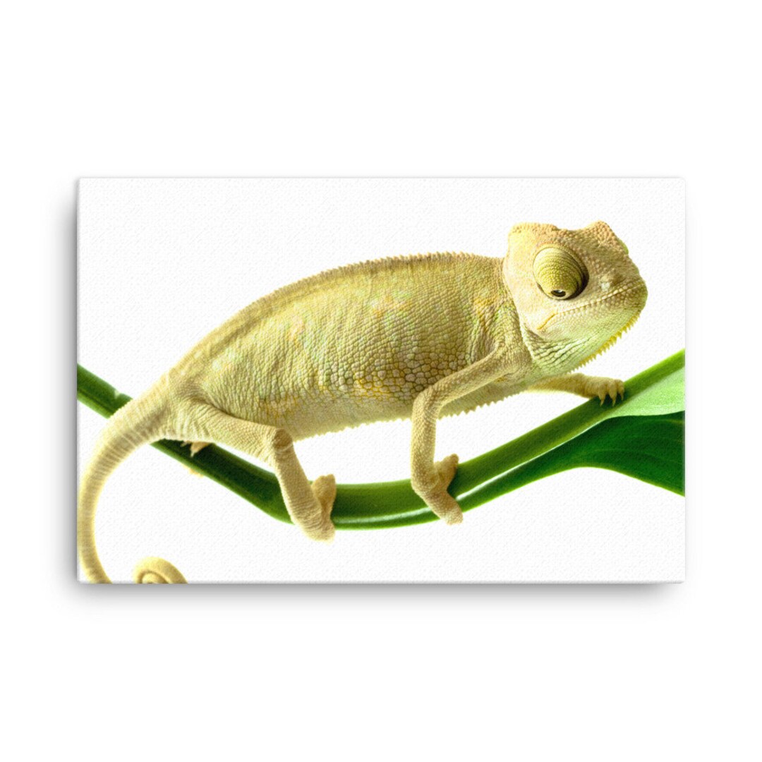 Chameleon Canvas, Chameleon Wall Canvas Print, Chameleon Decor ...