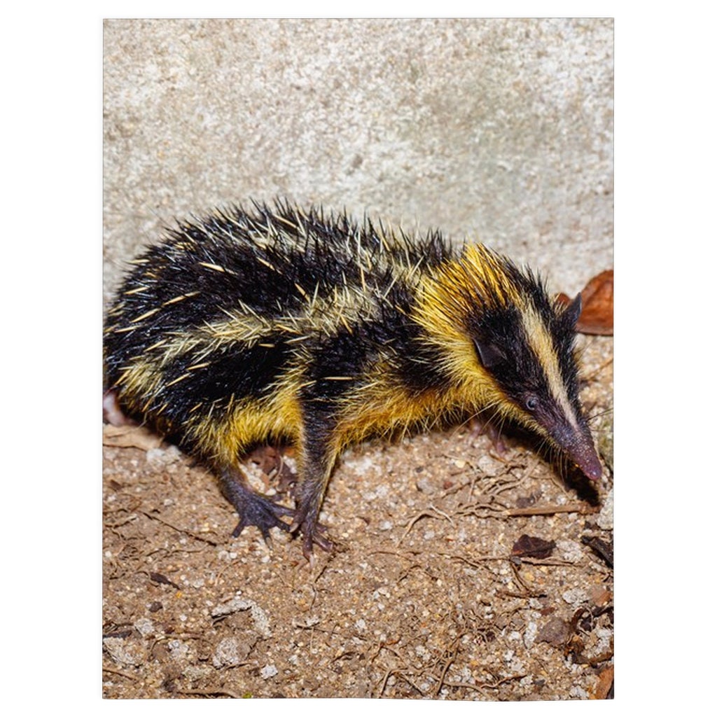 Highland Streaked Tenrec