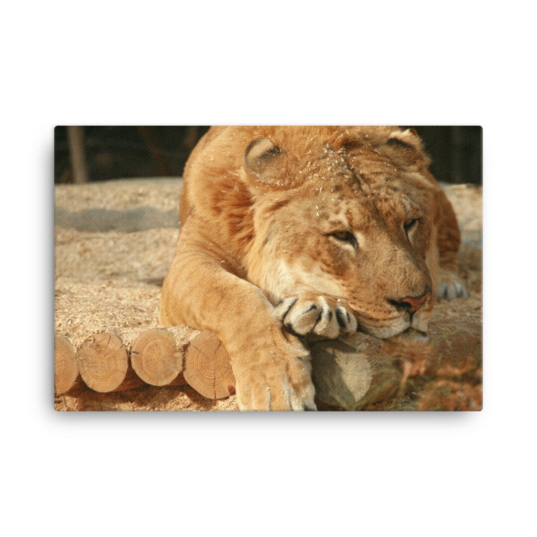 Siberian Liger Canvas, Siberian Liger Wall Canvas Print, Siberian Liger ...
