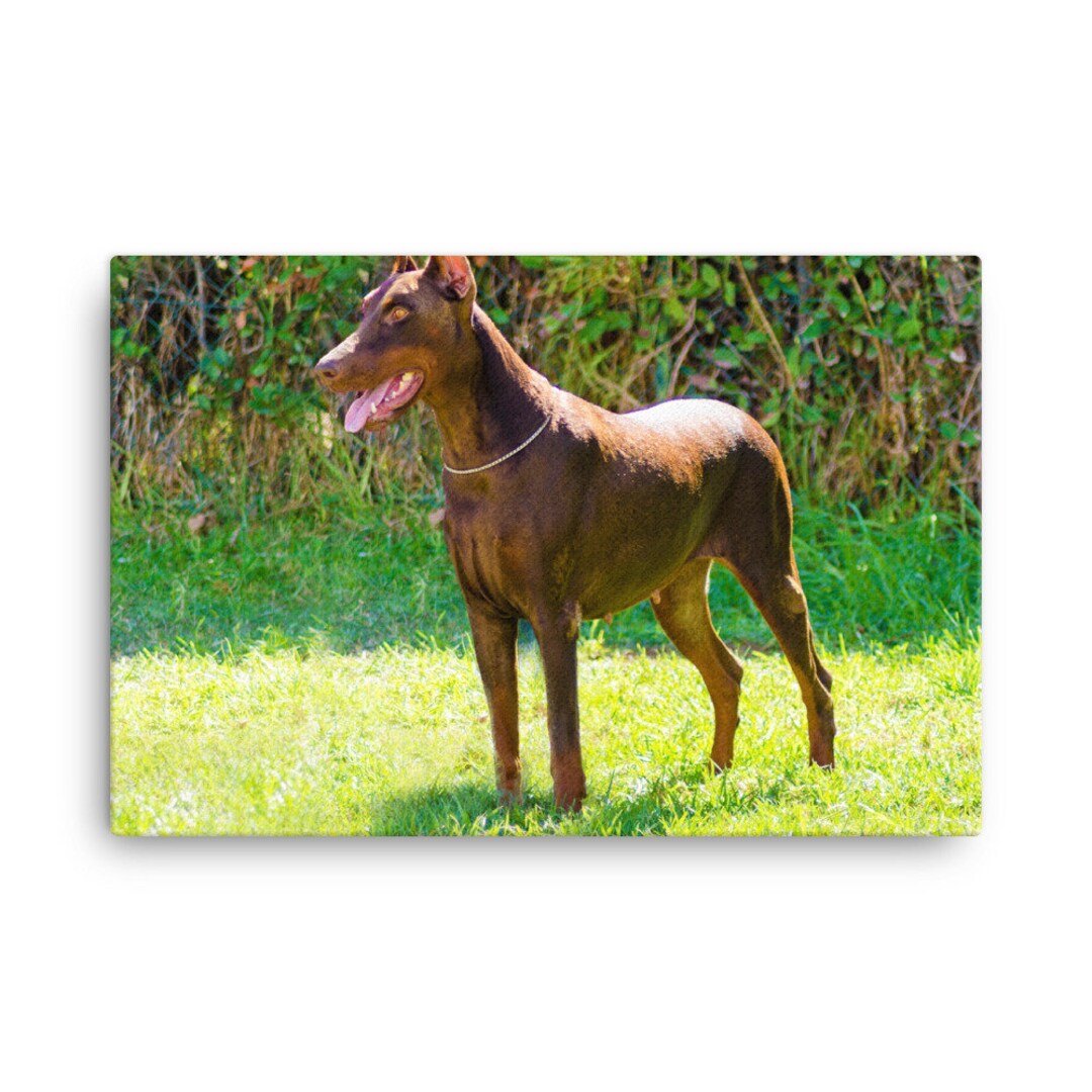 Doberman Canvas Art, Doberman Gift Idea, Doberman Pinscher Wall Canvas ...