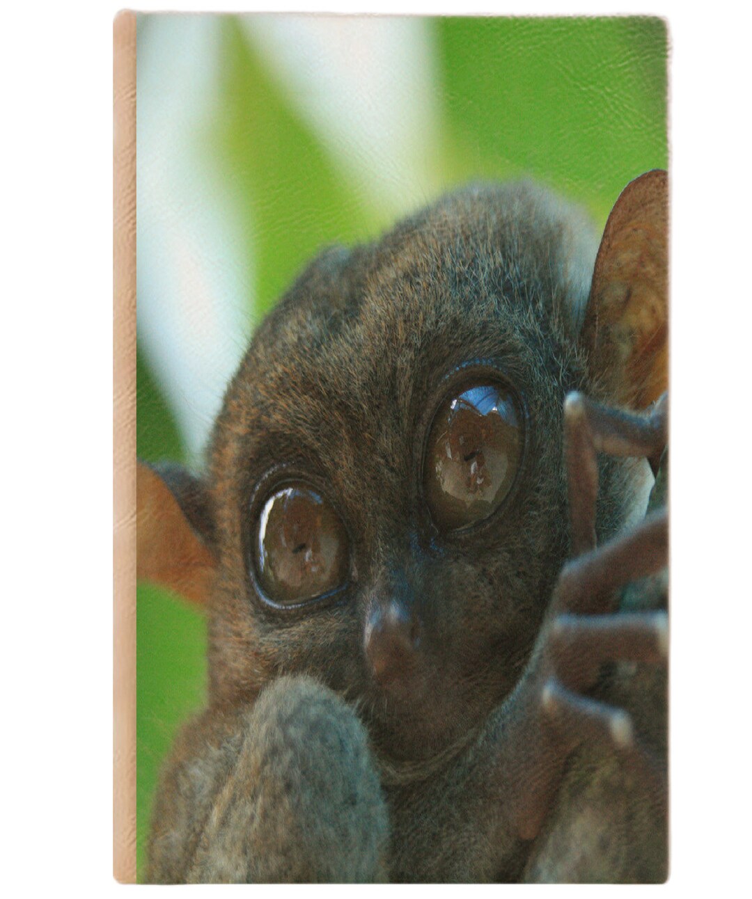 Bush Baby Notebook, Bush Journal ,ruled Line Pages, Gift Idea ...